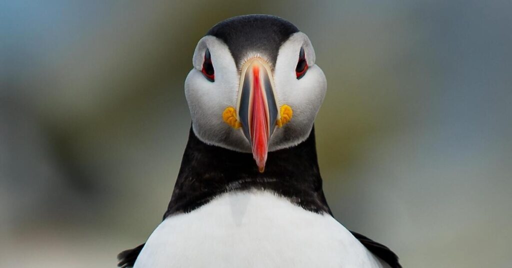 Humility is Required for Oneness to Appear - The Night's Light