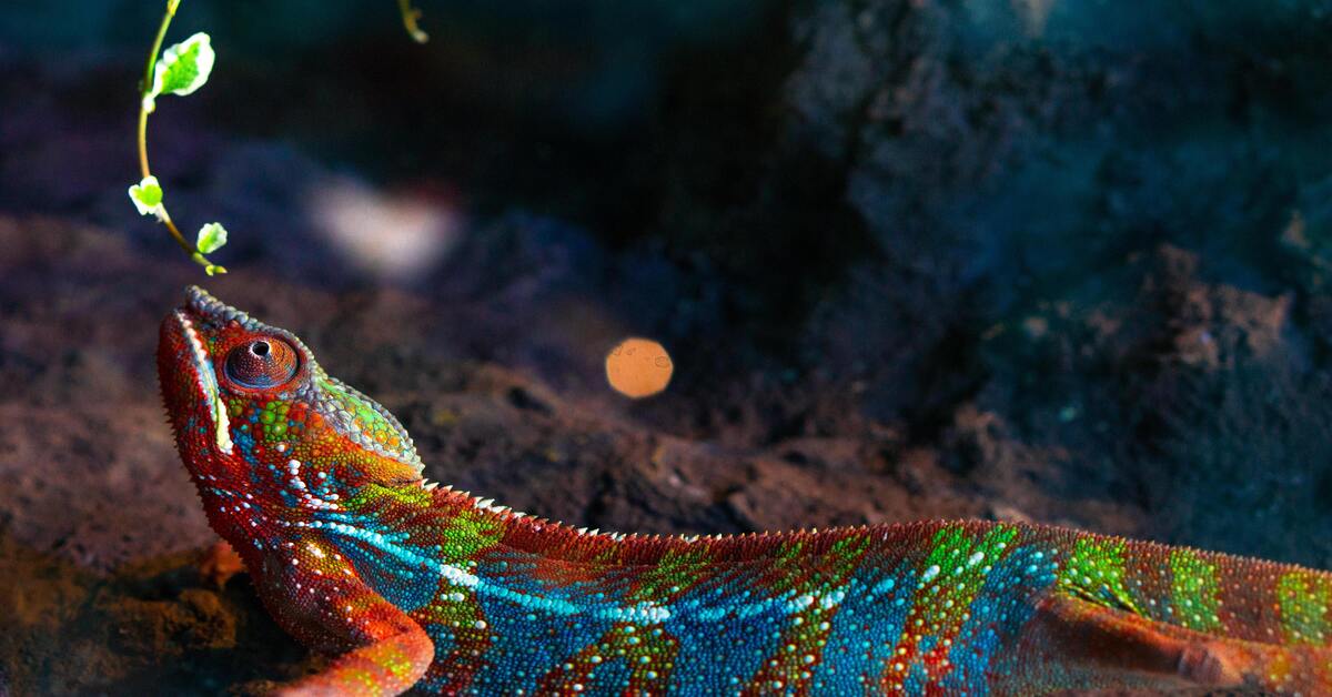 Be Your Best Peacefully - The Night's Light